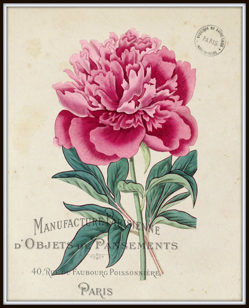 Vintage Peony Illustration Vintage Bloemen No1 Poster – Studio