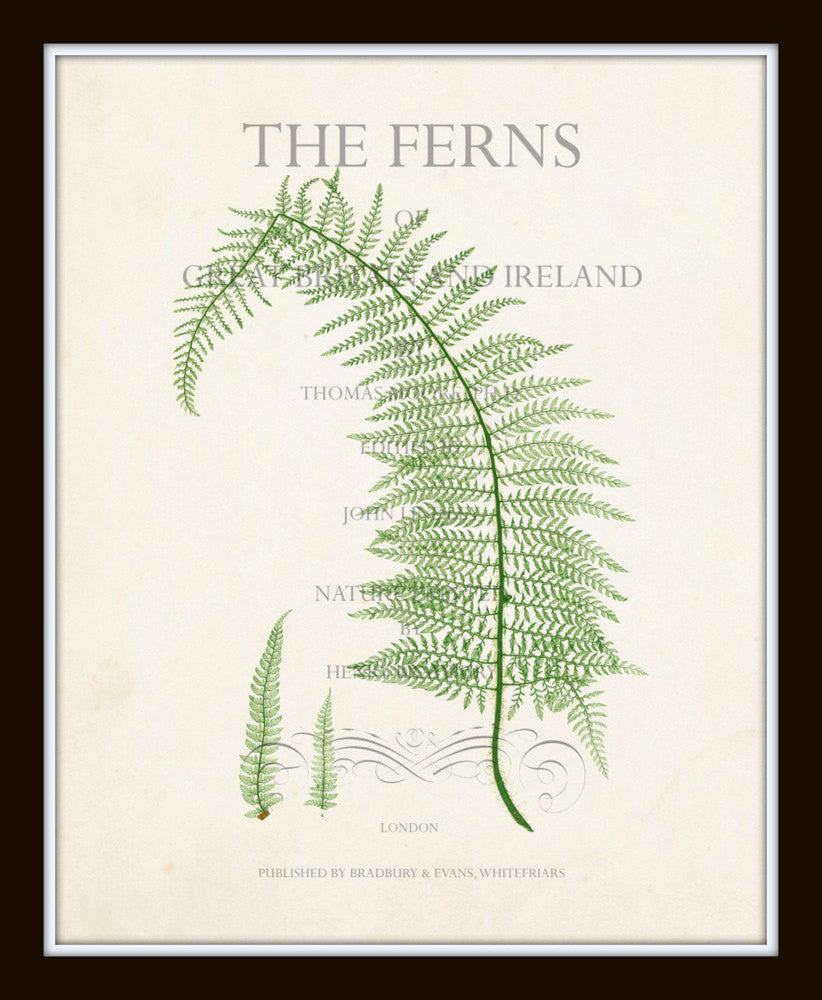 Vintage Ferns Collage Print Set No. 3 – BelleBotanica