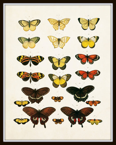 Vintage Butterfly Chart