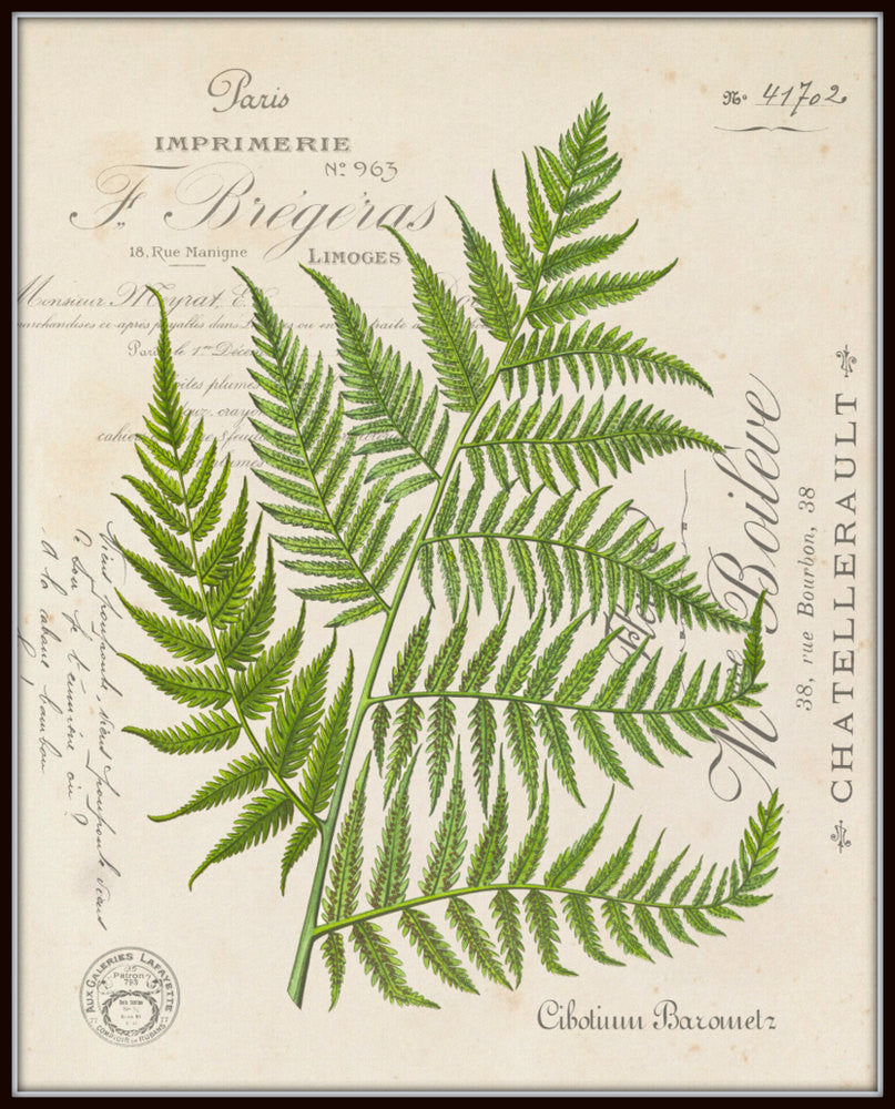 Vintage Fern Collage Botanical Print No. 31 – BelleBotanica