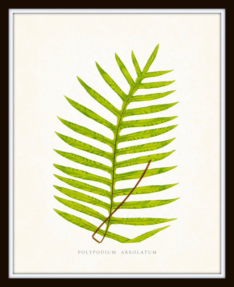 Fern Vintage Fern Series 1 No. 6 - Botanical Art Print – BelleBotanica