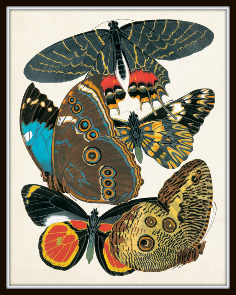 Butterfly Print Set - Seguy Butterfly Prints – BelleBotanica
