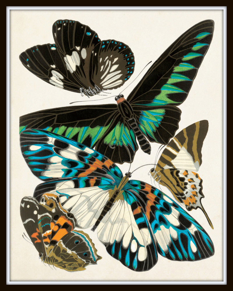 Butterfly Print Set - Seguy Butterfly Prints – BelleBotanica