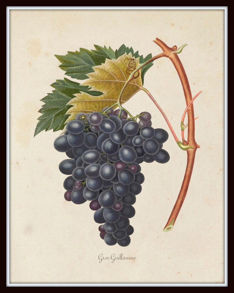 French Grapes Print Set 1 - Botanical Art Print – BelleBotanica