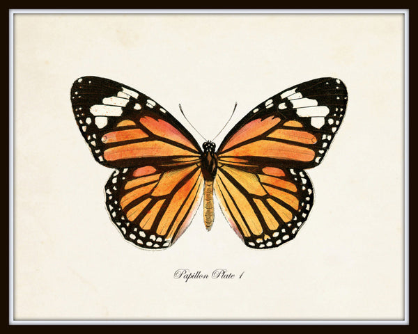 Papillon Butterfly Print Set No.12 - Vintage Butterfly Print Set ...