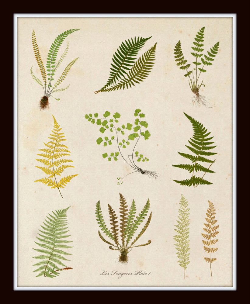 Vintage Fern Collage Print Set – BelleBotanica