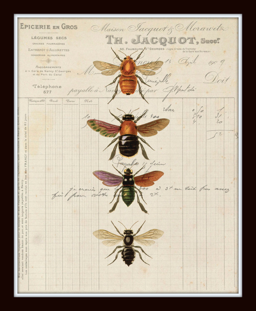 French Insect Study Print Set No. 1 – BelleBotanica
