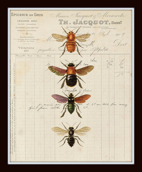 French Insect Study Print Set No. 2 – BelleBotanica
