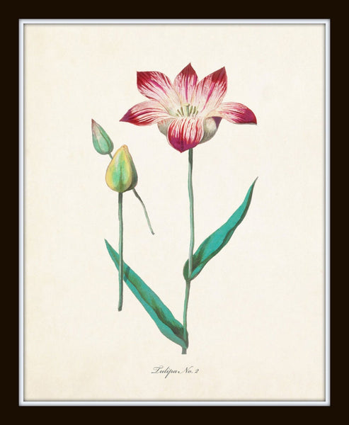 Tulip Print Set No. 1 – BelleBotanica