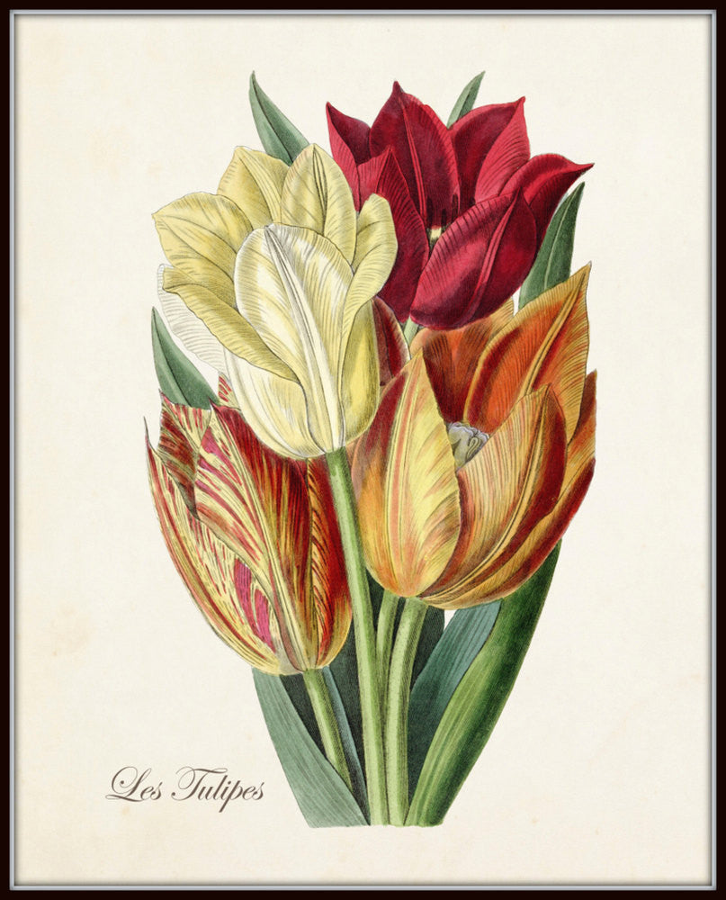 Vintage Tulips No.12 - Botanical Art Print – BelleBotanica