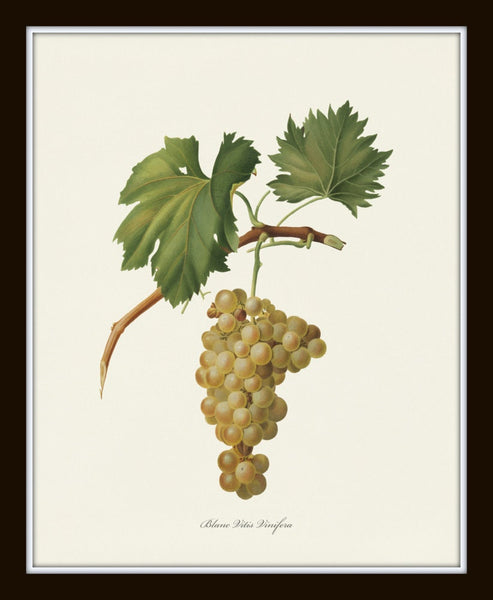 Vintage Grapes Print Set – BelleBotanica