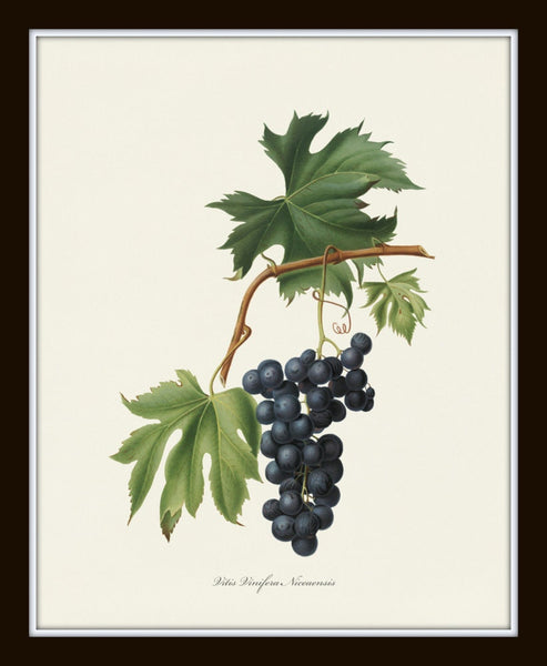 Vintage Grapes Print Set – BelleBotanica