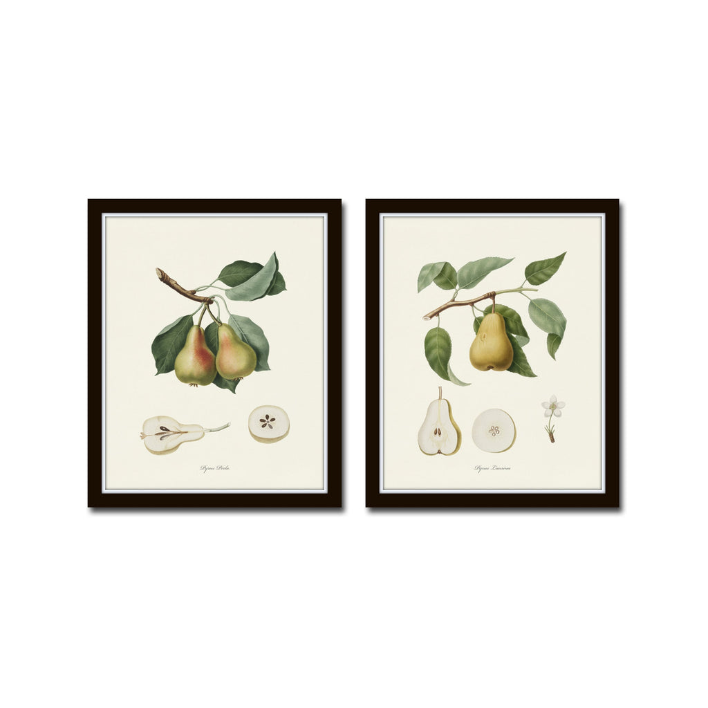 Vintage Pears Print Set – BelleBotanica