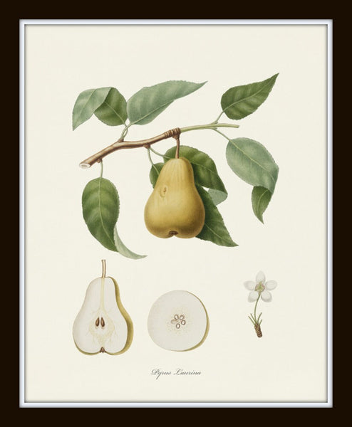 Vintage Pears Print Set – BelleBotanica